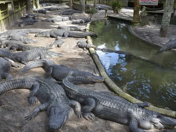 st. augustine alligator farm zoological park 3