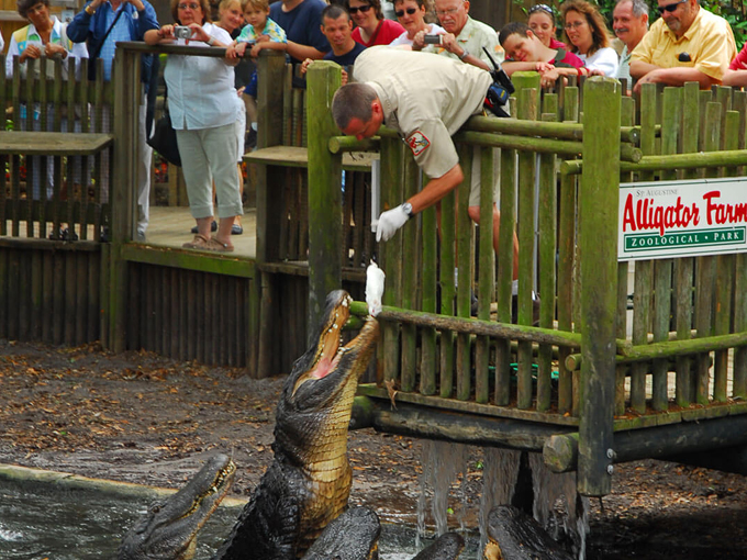st. augustine alligator farm zoological park 7
