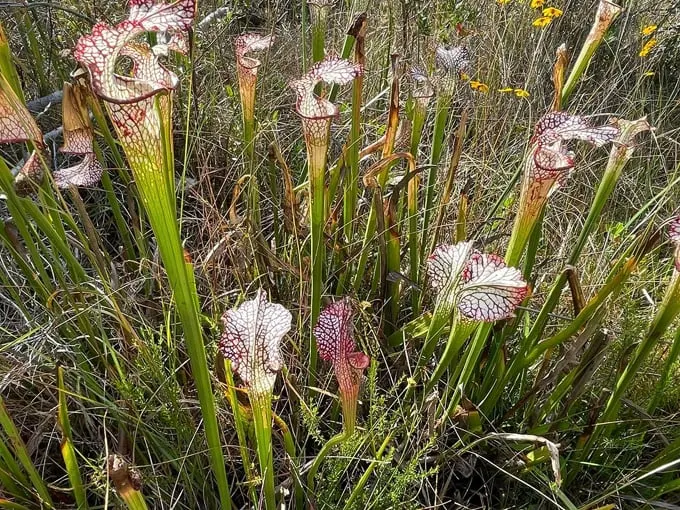 tarkiln bayou preserve state park 5