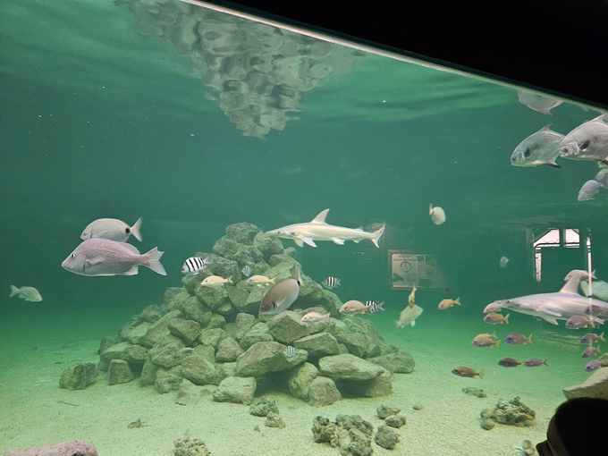 tarpon springs aquarium and animal sanctuary 2