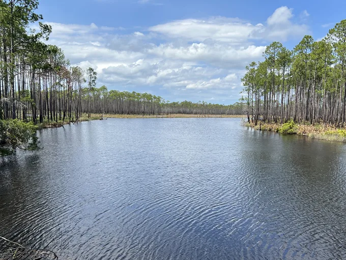 tates hell state forest 1
