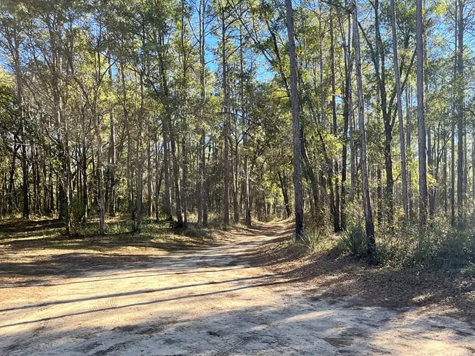 tates hell state forest 2