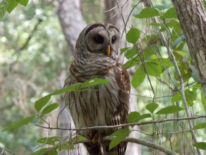 trout lake nature center 6