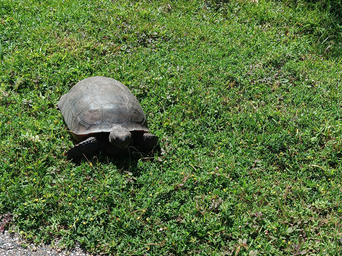 turtle mound 6