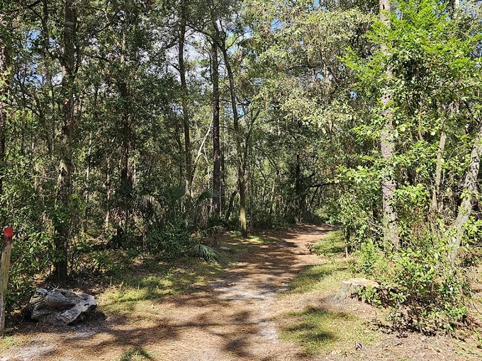 violet cury nature preserve 3