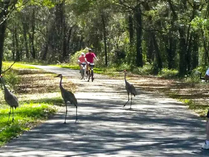 withlacoochee state trail 5