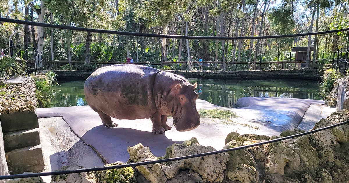 america oldest hippo florida ftr