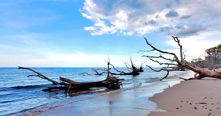 florida beach driftwood displays ftr