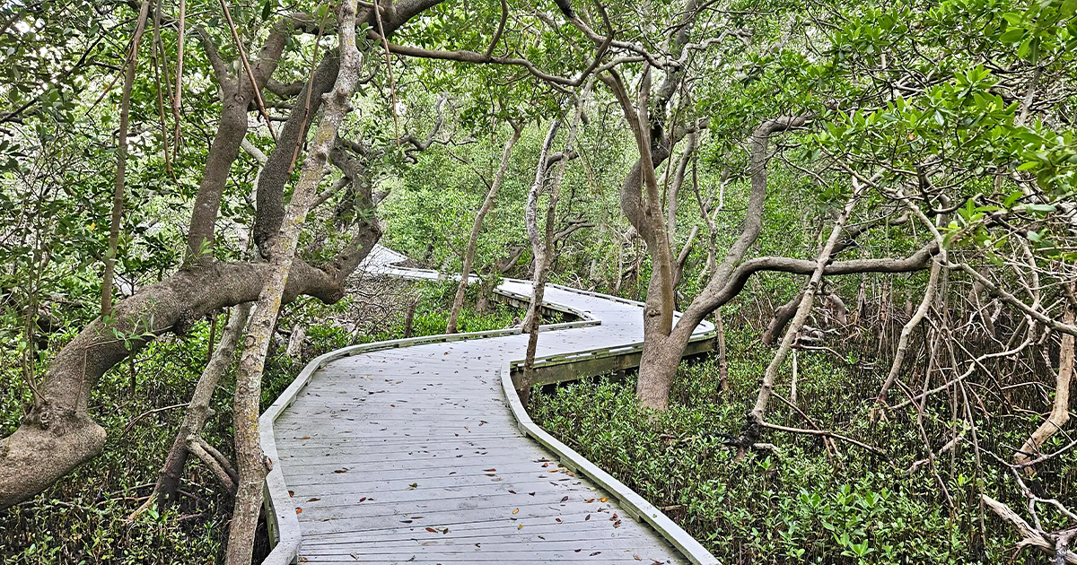 mangrove boardwalks park florida ftr
