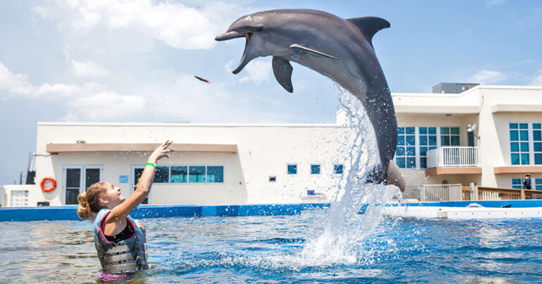 marine dolphin adventure florida ftr