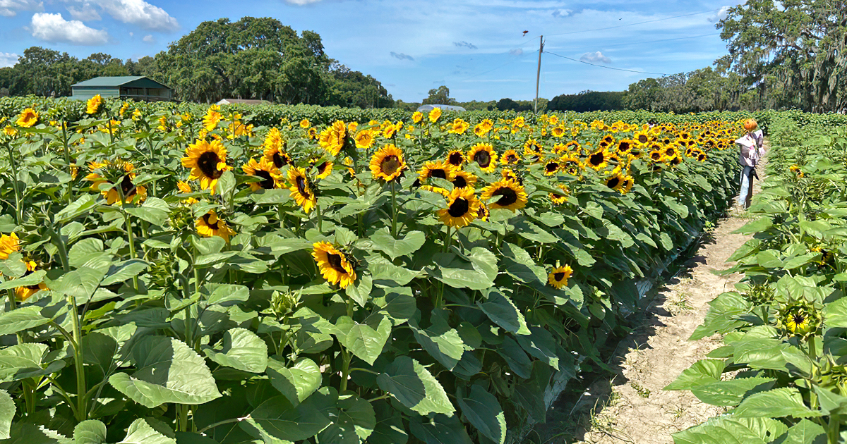sunflower farm florida ftr