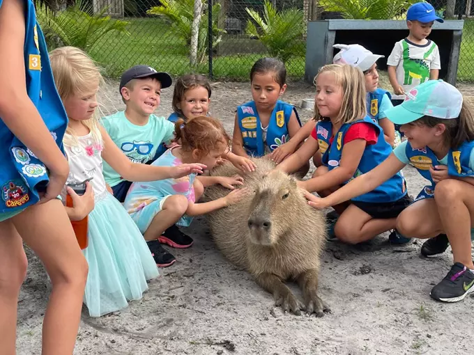 Amazing Animals Inc 1
