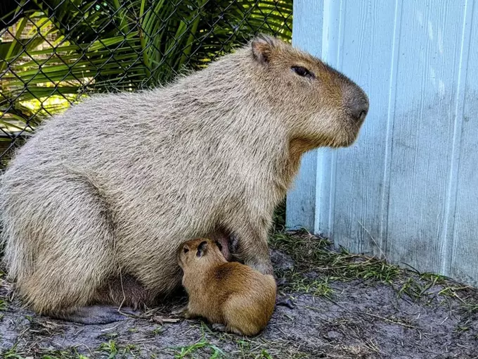 Amazing Animals Inc 2