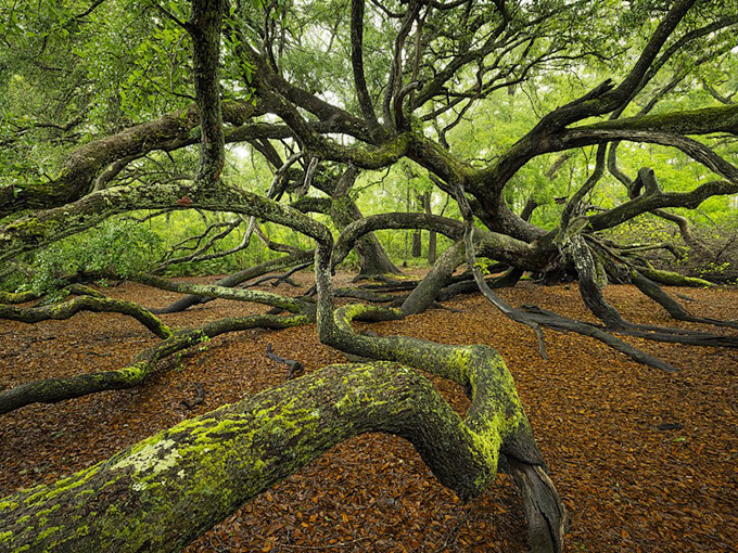 apalachicola national forest oak garden 2