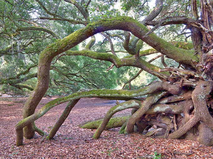 apalachicola national forest oak garden 3