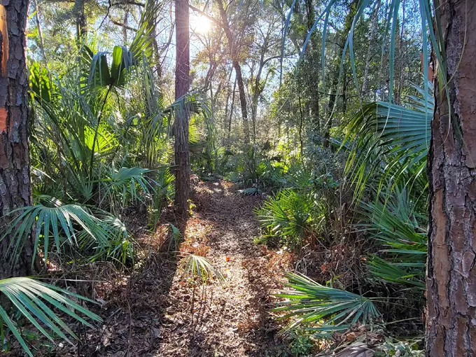 aucilla sinks florida trail 1