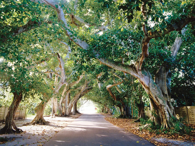 Banyan Street 1