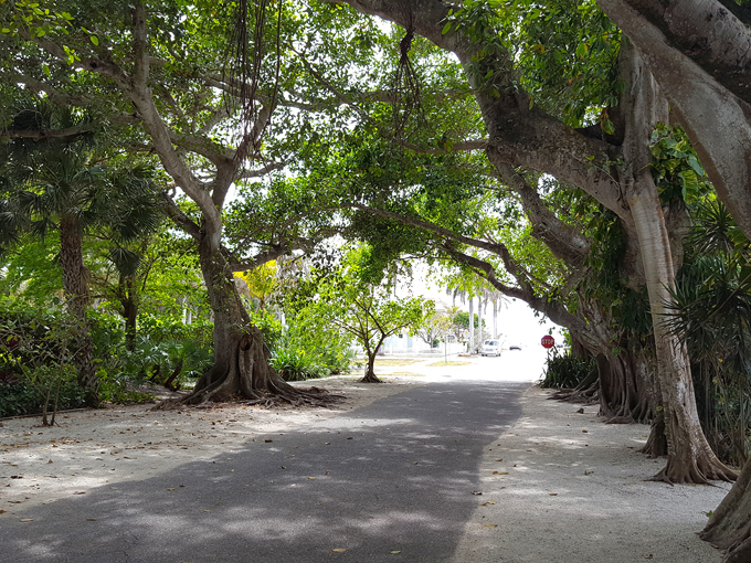 Banyan Street 2