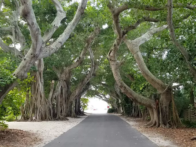 Banyan Street 3