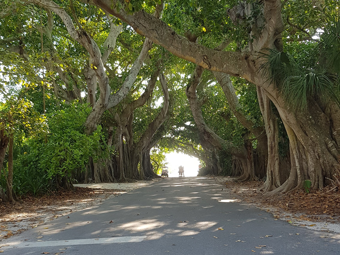 Banyan Street 6