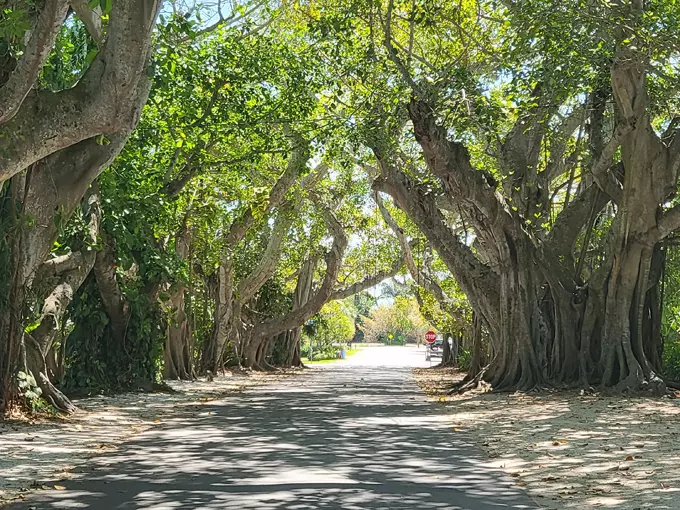 Banyan Street 7