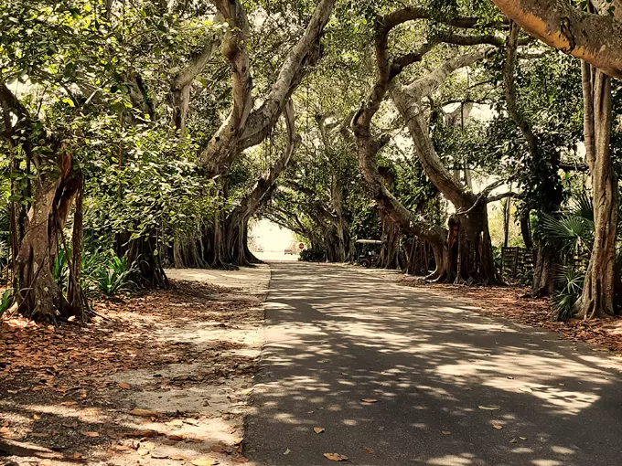 Banyan Street 9