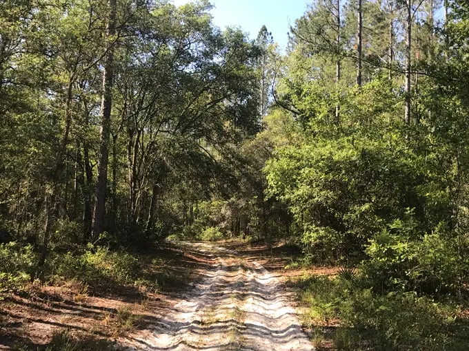 belmore state forest 1