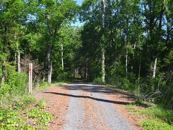 belmore state forest 7