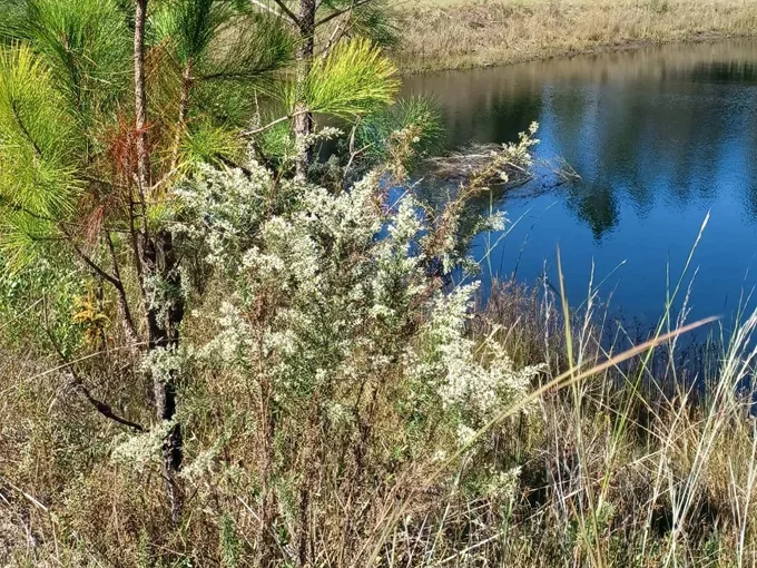 belmore state forest 9