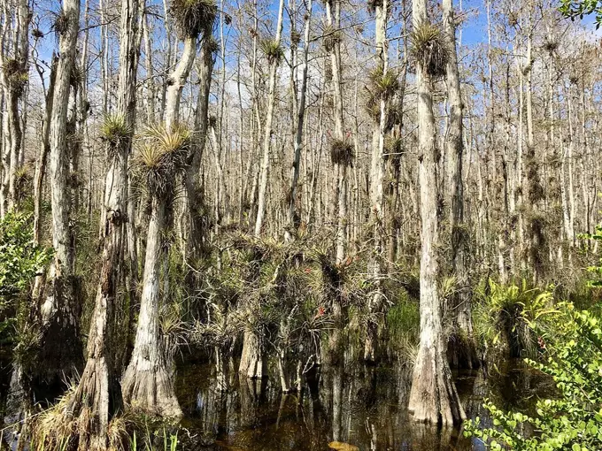 big cypress national preserve 2