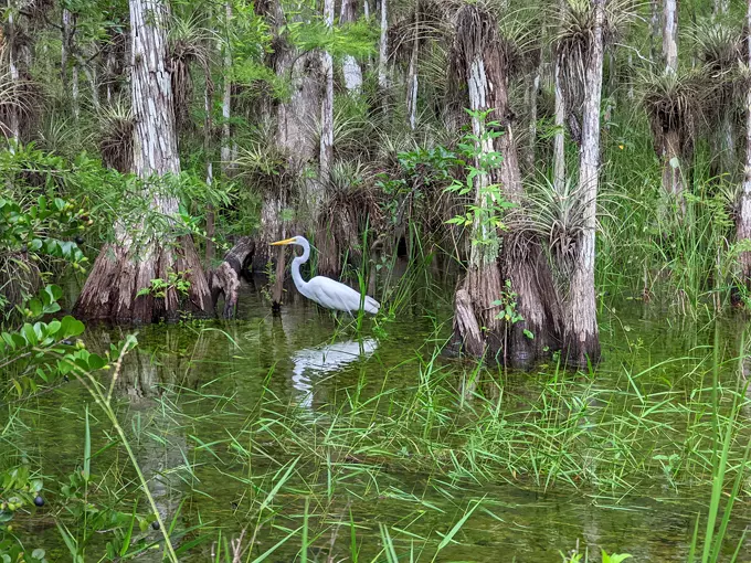 big cypress national preserve 3