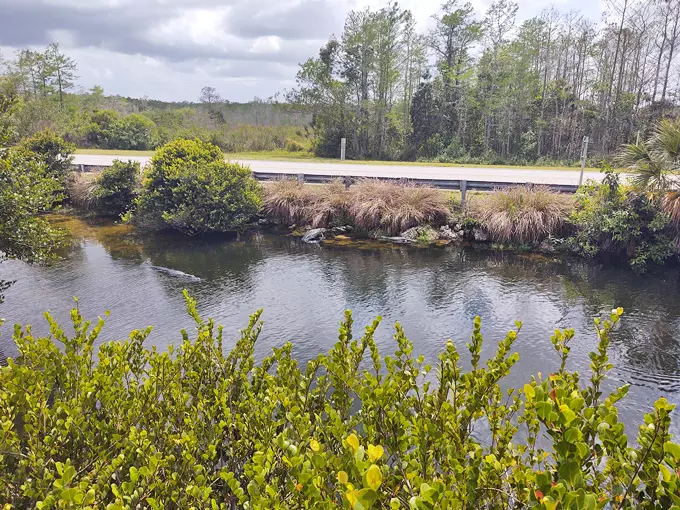 big cypress national preserve 5