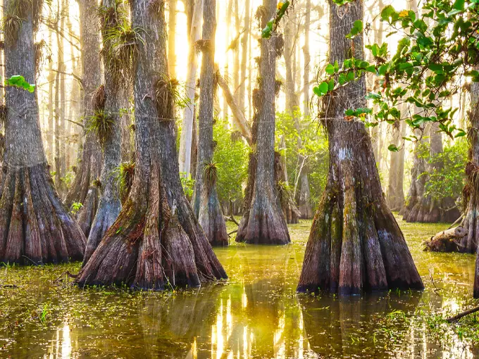 big cypress national preserve 1