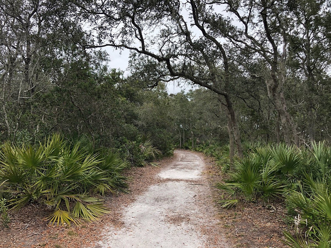 big talbot island boneyard beach 4