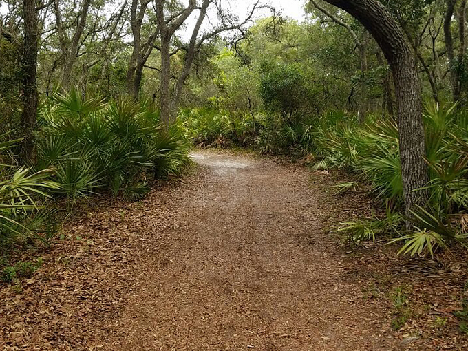 big talbot island boneyard beach 5