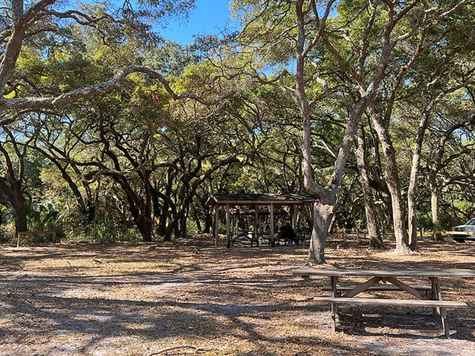 big talbot island boneyard beach 7