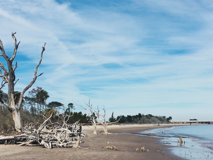 big talbot island boneyard beach 8