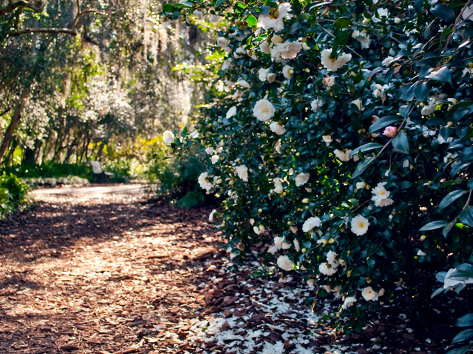 bok tower gardens camellia path 2