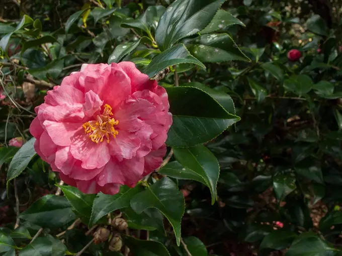 bok tower gardens camellia path 3