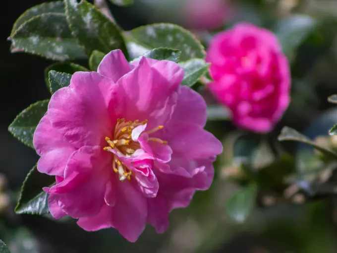 bok tower gardens camellia path 4