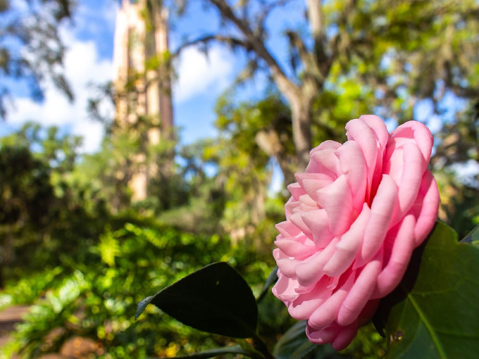 bok tower gardens camellia path 6