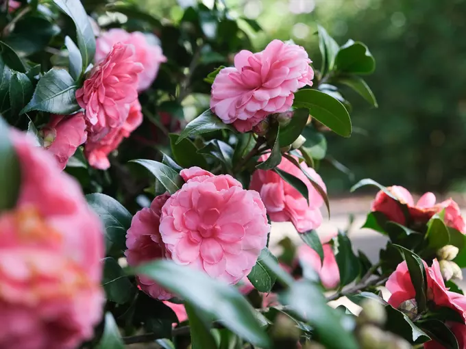 bok tower gardens camellia path 7