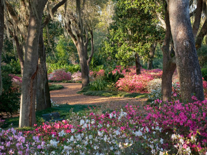 bok tower gardens camellia path 5