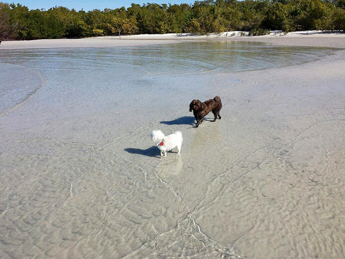 bonita beach dog park fort myers beach 1