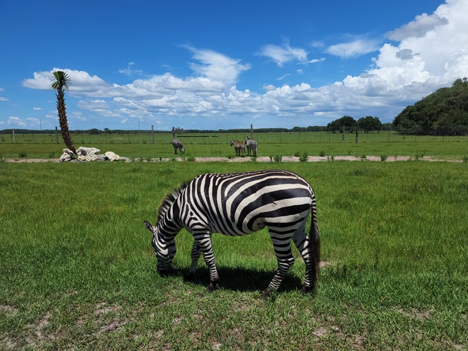 busch gardens serengeti safari 5