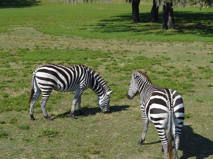 busch gardens serengeti safari 6