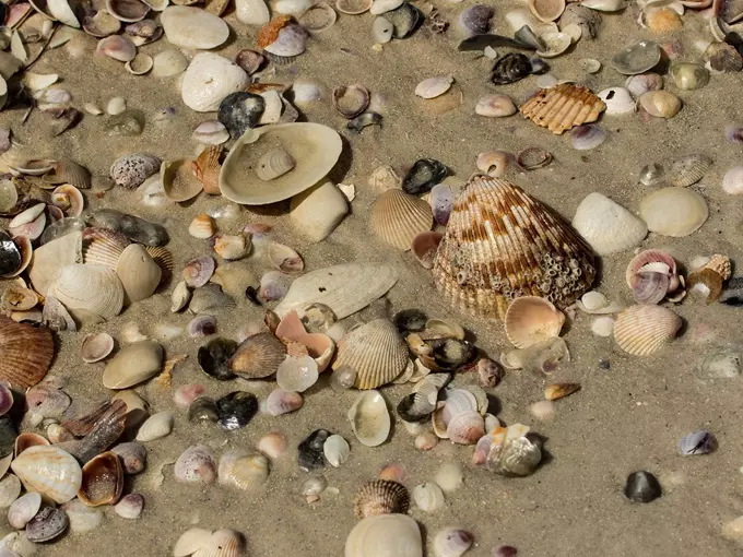caladesi island state park 1