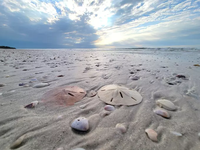caladesi island state park 5