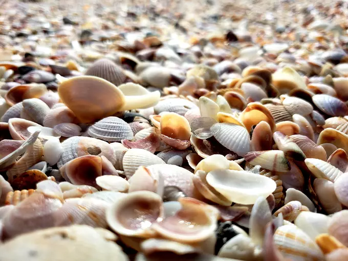 caladesi island state park 6