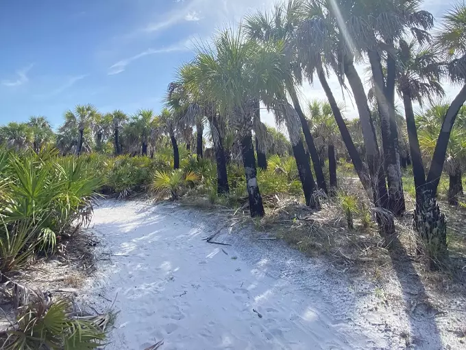 caladesi island trail 1
